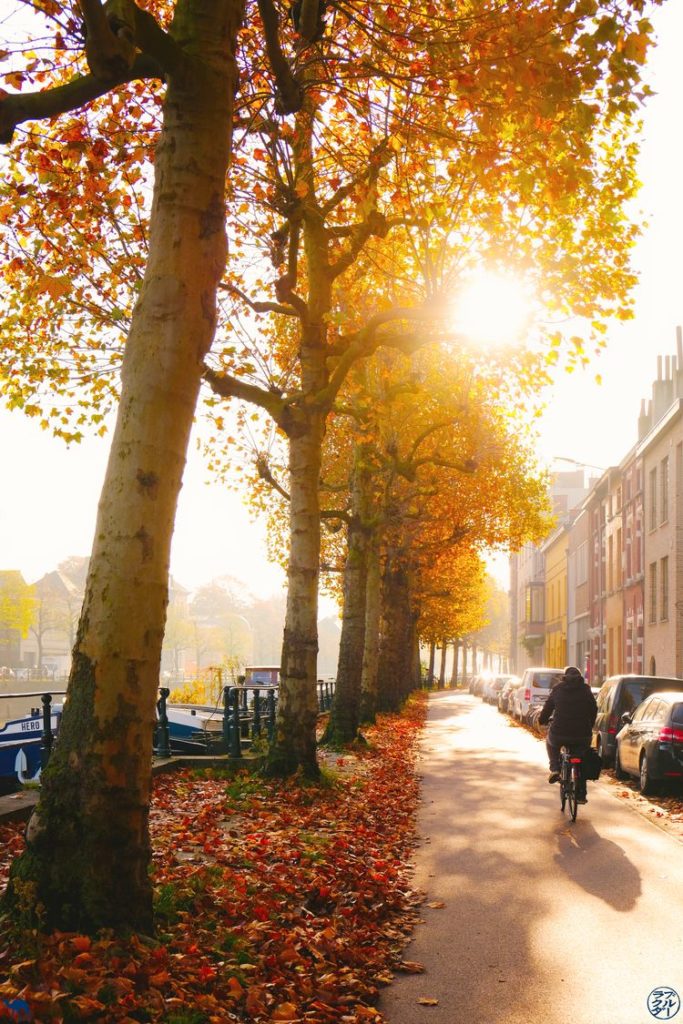 Belgique - L'Eté Indien A Gand - Le Chameau Bleu